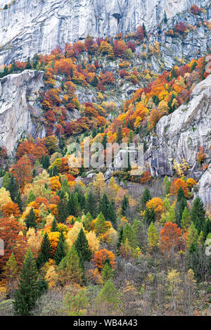Italy, Lombardia: Trees with autumn colors climbing on the rocks Stock ...