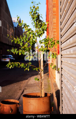 Birch tree planted in a rusty metal barrel. Ecology, pollution or ...