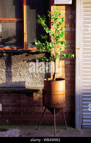 Birch tree planted in a rusty metal barrel. Ecology, pollution or ...