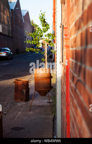 Birch tree planted in a rusty metal barrel. Ecology, pollution or ...