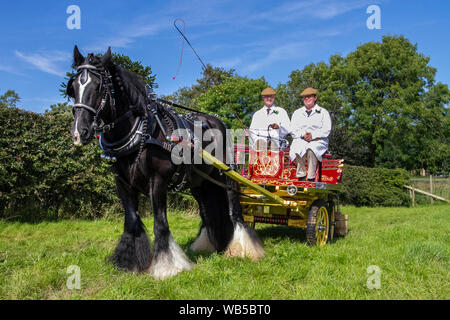 A black gypsy cob pulling a cart, Appleby Horse Fair, Appleby in ...
