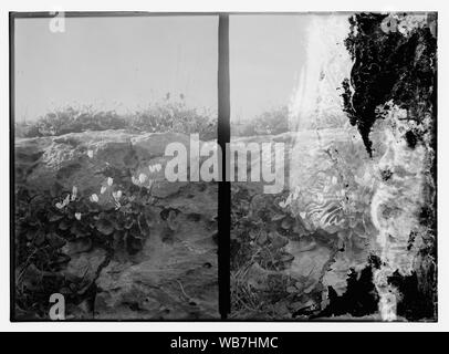 Flowers Abstract/medium: G. Eric and Edith Matson Photograph Collection ...