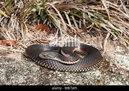 Australian Highlands Copperhead Snake basking in grass Stock Photo - Alamy