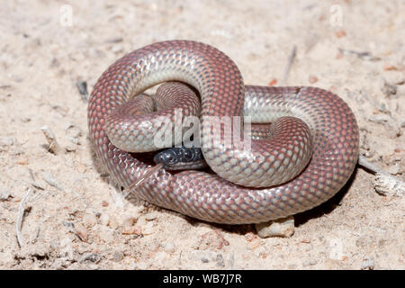 Red-naped Snake (Furina diadema Stock Photo - Alamy