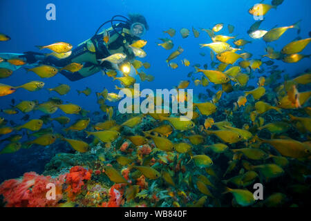 Scuba diver at a schooling Dusky sweeper (Pempheris adusta), Malapascua ...