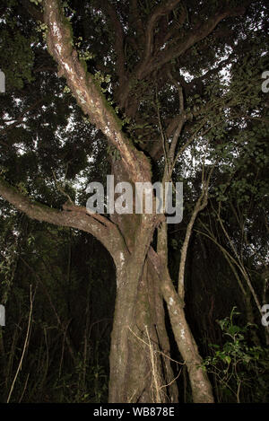 Bosque Los Arrayanes is a forest with Arrayanes trees native to ...