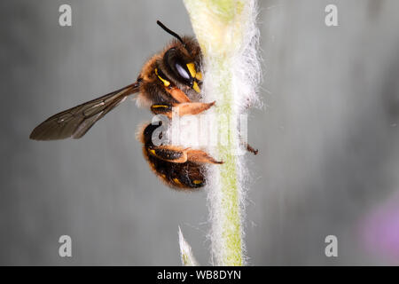 Wool Carder Bee, Apidae, Anthidum manicatum collecting plant hairs for ...