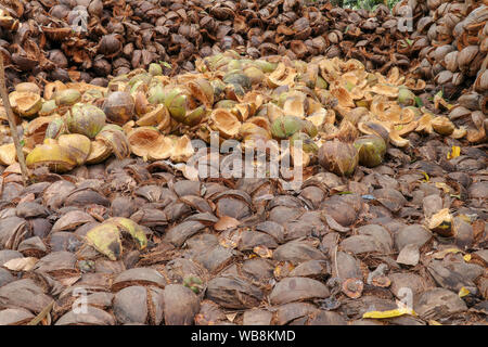 Coconut husk / Coir is the fibrous husk and pithy dust that makes up ...
