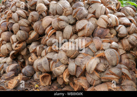 Coconut husk / Coir is the fibrous husk and pithy dust that makes up ...