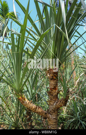Pandanus tectorius or hala tree, also known as the screwpine, with its ...