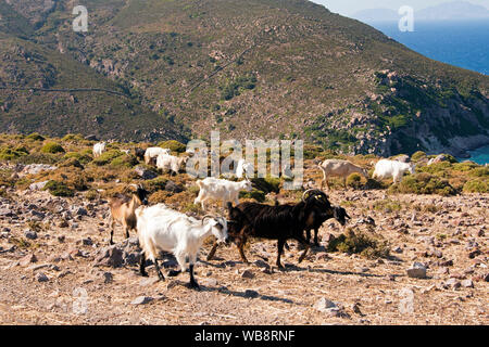 Livestock farming, Greece Stock Photo - Alamy