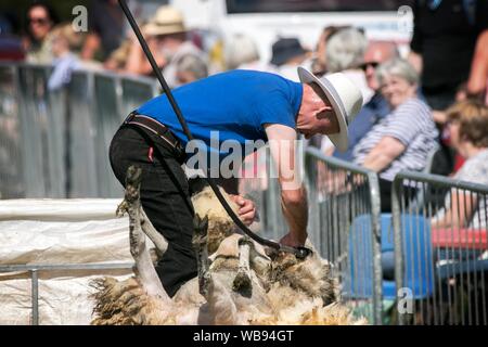 A sheep shearing display by Joe Neery from Longhorn shearing at the ...