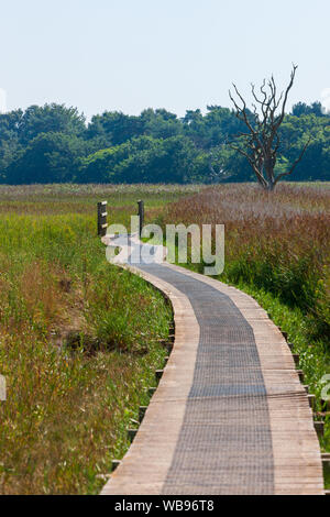 footpath over salt marshes between iken and snape in suffolk uk ...