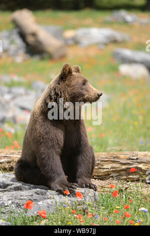Brown bear among flowers Stock Photo - Alamy