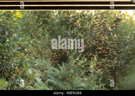 A cloud of tiny flying insects or gnats swarming directly above vibrant ...