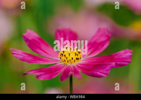 Fuchsia flower cosmos bipinnatus on green background, closeup macro ...
