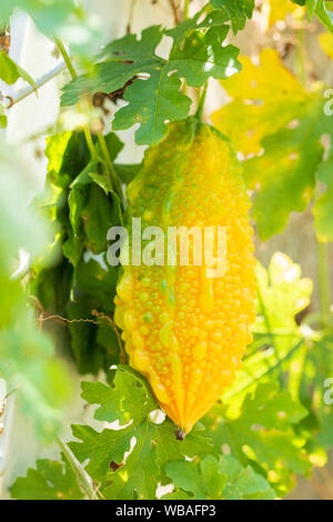 Vegetable bitter ground Stock Photo - Alamy
