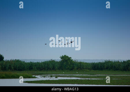 Birds live in freshwater lakes, local birds in the world wetlands ...