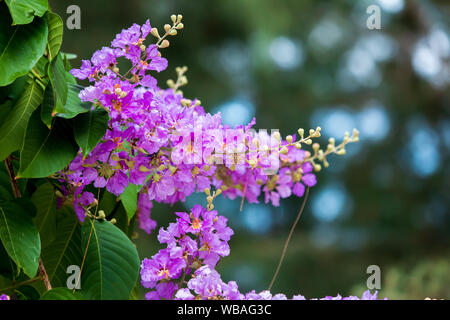 Pride of India tree, inthanin flower or Lagerstroemia flower in ...