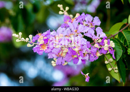 Pride of India tree, inthanin flower or Lagerstroemia flower in ...