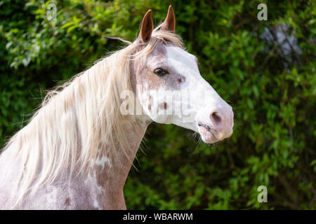 Missouri Fox Trotter. Red roan sabino pinto gstanding, seen side-on ...