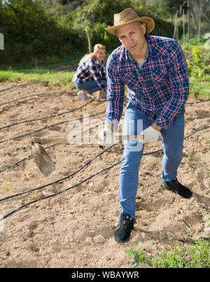 Male farmer working at his smallholding, hoeing soil before seedlings ...
