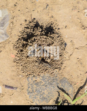 Andrena bee at the entrance to its nest. Single Hymenoptera Stock Photo ...