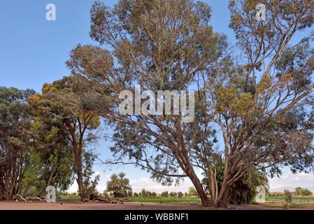 Eucalyptus tree Morocco Stock Photo - Alamy