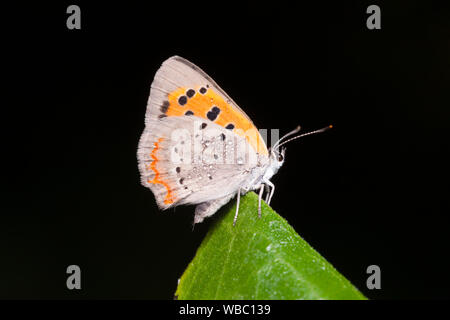 American Copper (Lycaena hypophlaeas) Insecta Stock Photo - Alamy