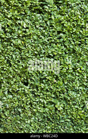 green box hedge background with green leaves Stock Photo - Alamy