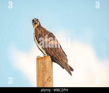Osprey fly , Front view Stock Photo - Alamy