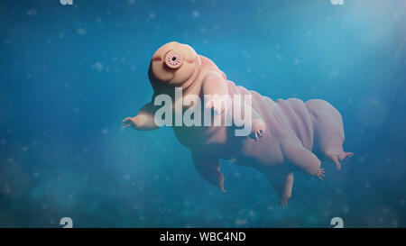 tardigrade, swimming water bear Stock Photo - Alamy