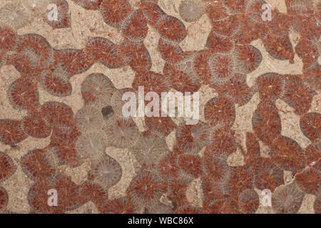 Fossilised Carboniferous limestone coral (Lithostrotion sp.) in dry ...