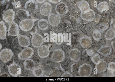 Fossilized rugose Colonial Coral Lithostrotion junceum Stock Photo - Alamy