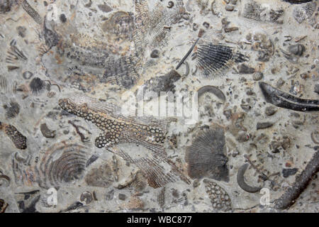 Crinoidal Limestone (UK) sedimentary rock Stock Photo - Alamy