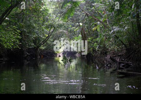 Mystical and beautiful jungle river / stream through green rainforest ...