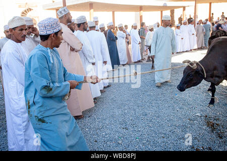 Man pulling a bull with a rope trying to sell at cattle market, Nizwa ...