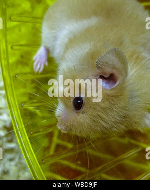 Cute funny hamsters running in wheels on white background, collage ...