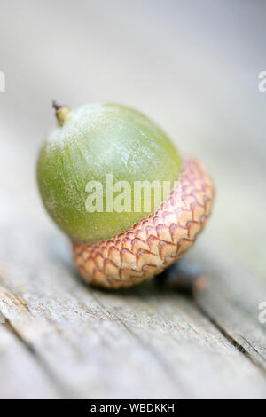 Wild fruits close up fifty megapixels quercus robur family fagaceae ice ...