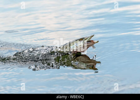 pike fishing big Northern fish Stock Photo - Alamy