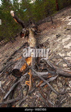 Old broken tree trunk with dry boughs Stock Photo - Alamy