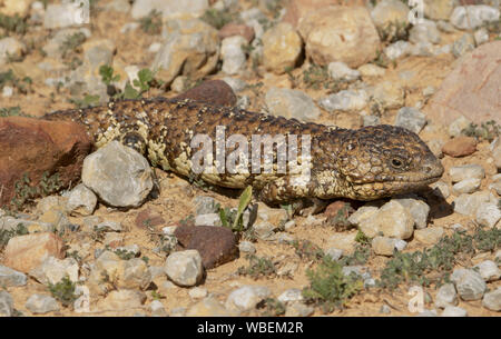 Shingleback lizard, Tiliqua rugosa, on stony ground with mouth open and ...