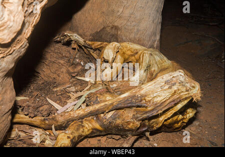 Skeletal and mummified remains of dead kangaroo that had died of thirst ...