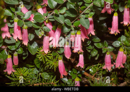 Cluster of beautiful bright pink tubular flowers and vivid green leaves ...