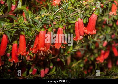 native Australian correa plant with red flowers outdoor in sunny ...