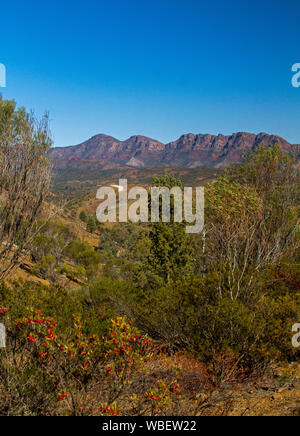 Rugged landscape of Flinders Ranges with pine trees, wildflowers & red ...