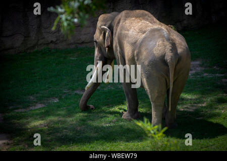 Asian elephants Spike (male, with tusks) and female Rani enjoy ...