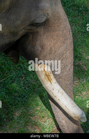 Asian elephants Spike (male, with tusks) and female Rani enjoy ...