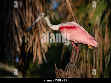 Everglades National Park, Florida. Spoonbill Walking through Wetlands ...