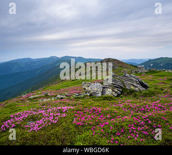 Wild Rhododendron Bush Stock Photo - Alamy